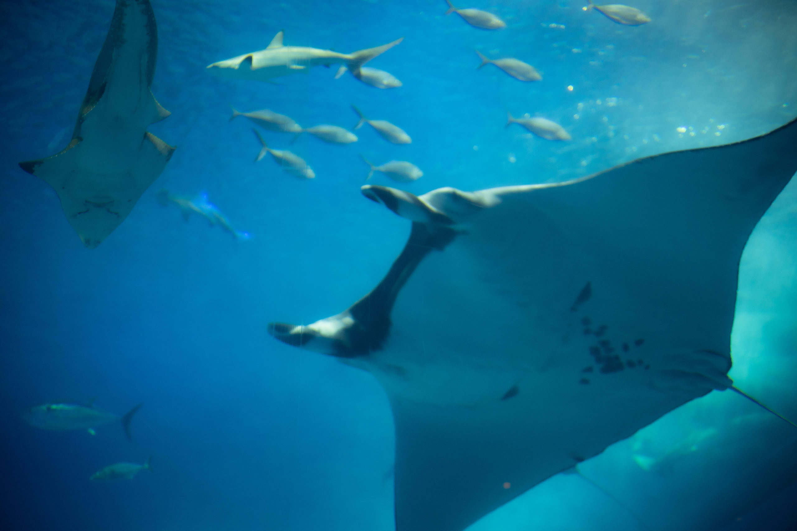 23年 6月 isub 4年ぶりの社員旅行（沖縄！）day1 株式会社isub ブログ